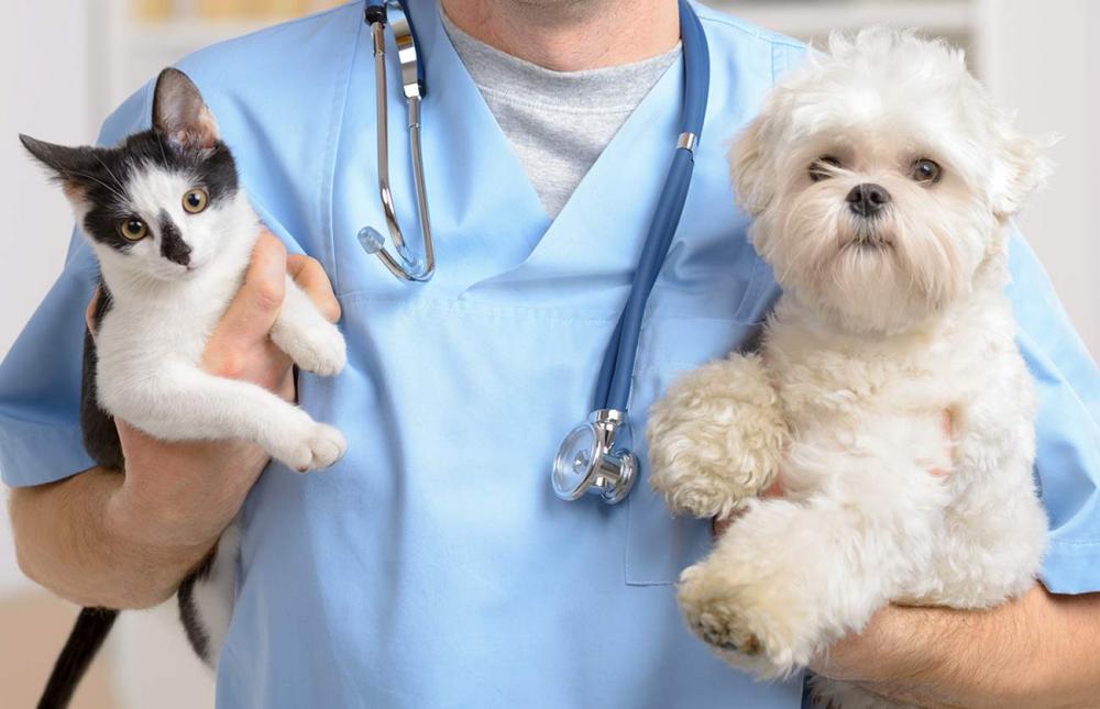 Controale De Rutina Necesare Si Cand Animalul De Companie E Sanatos SuperVET Clinica controale-de-rutina-necesare-si-cand-animalul-de-companie-e-sanatos-supervet-clinica